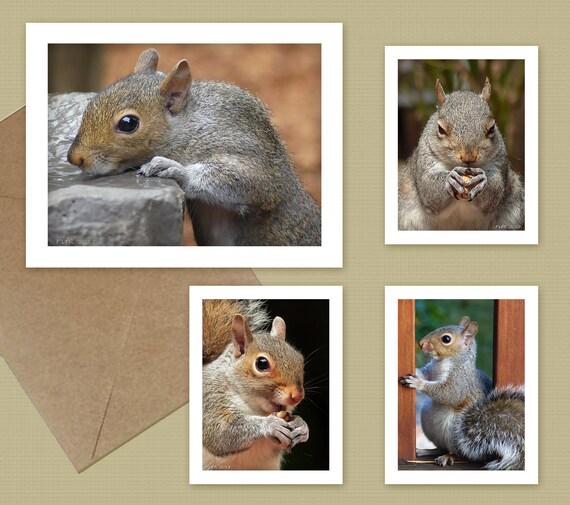 Squirrel Note Cards Choose 1 2 3 or All 4 Animal Lovers - Etsy