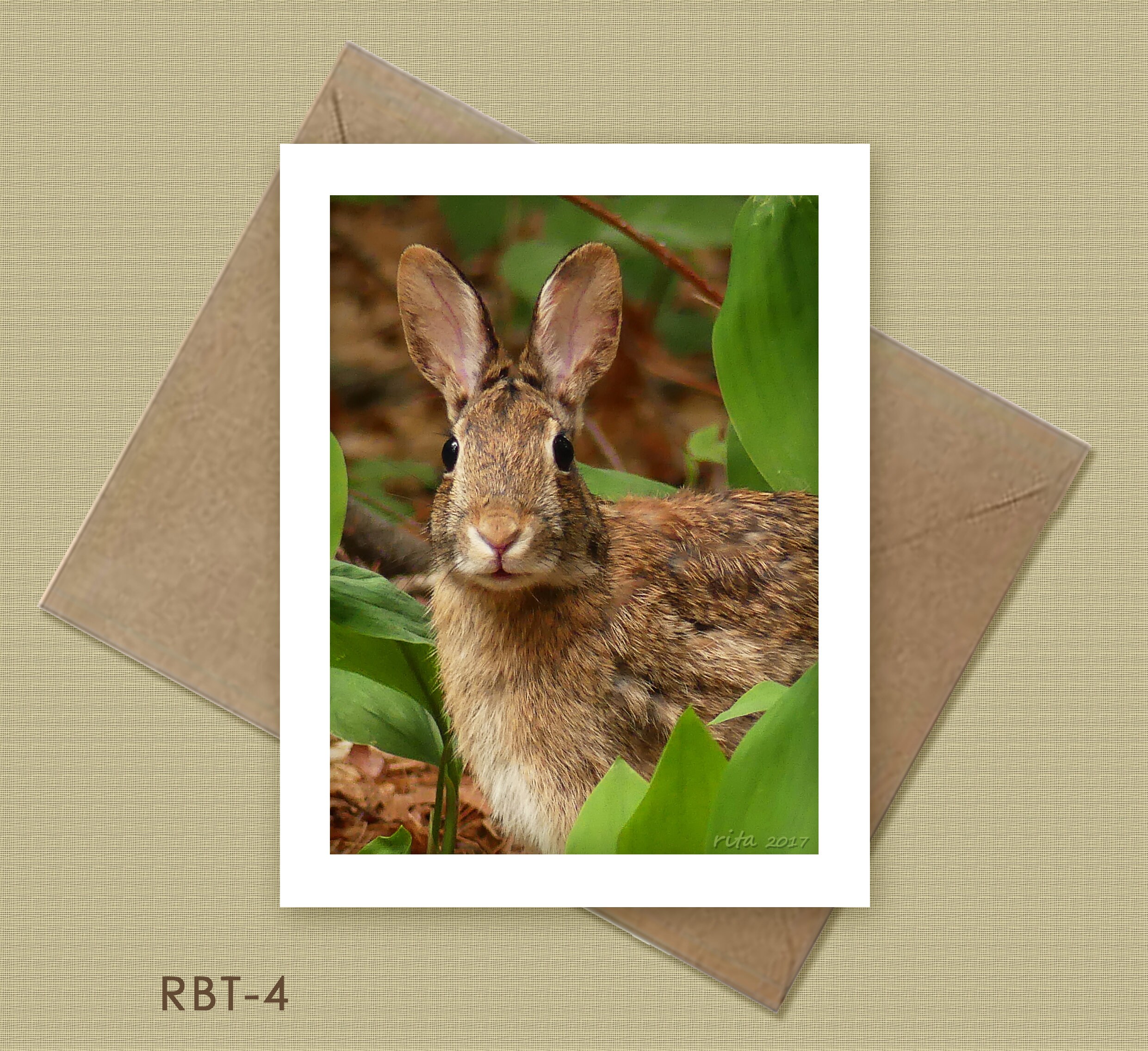 Rabbit Note Cards Choose 1, 2, 3, or All 4 - Etsy