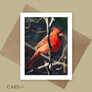 Cardinal note cards choose 1 2 3 or all 4 | Etsy