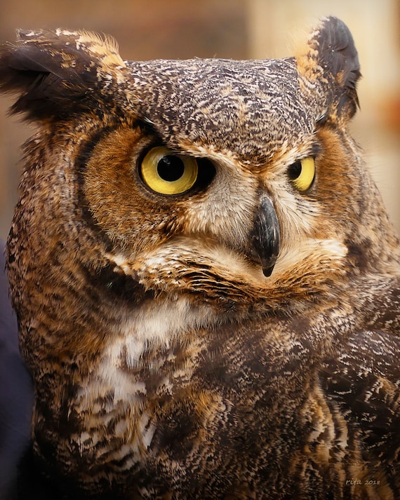 Great Horned Owl Face Side View