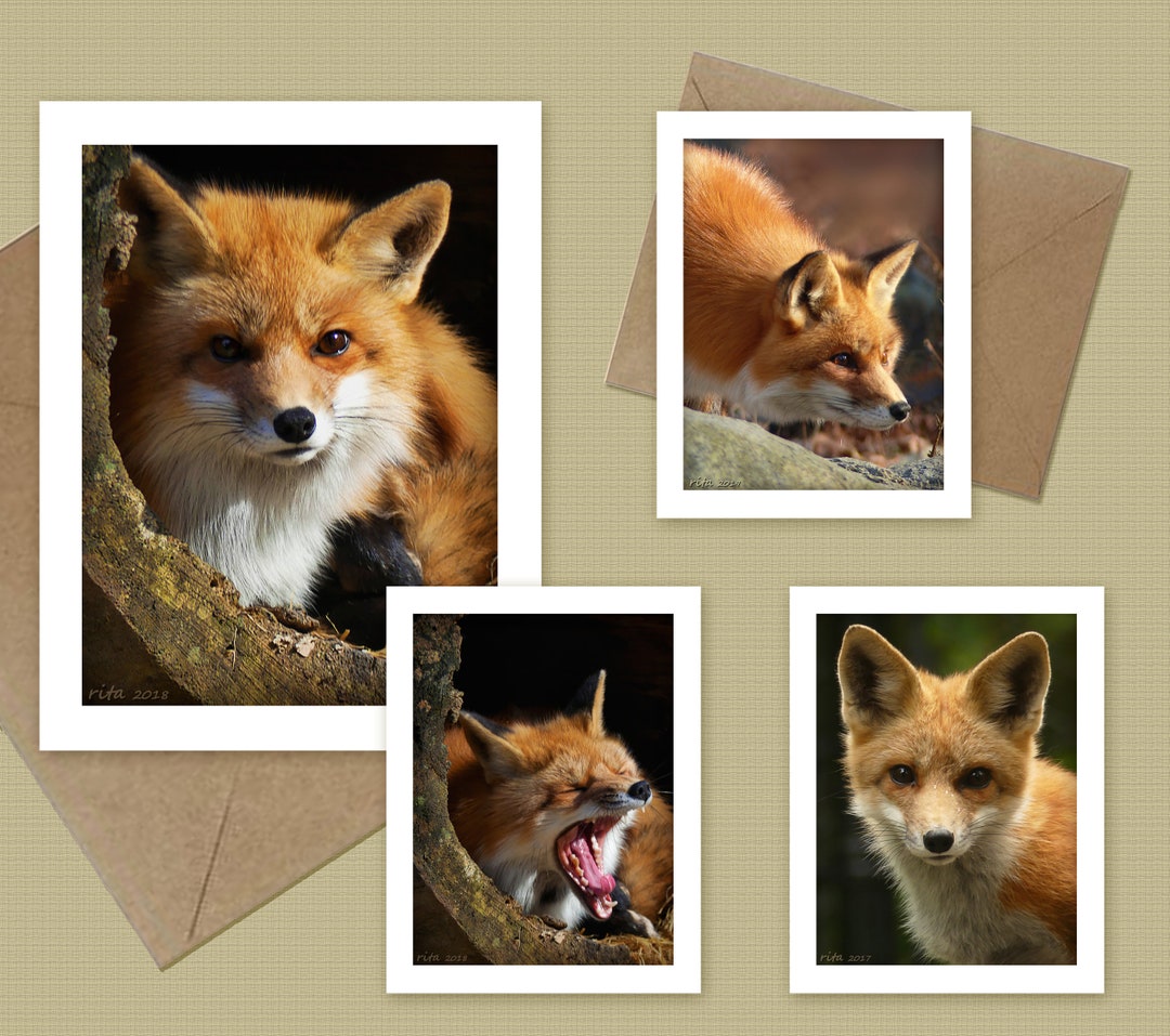 Red Fox Note Cards - Choose 1, 2, 3, or All 4 - Etsy