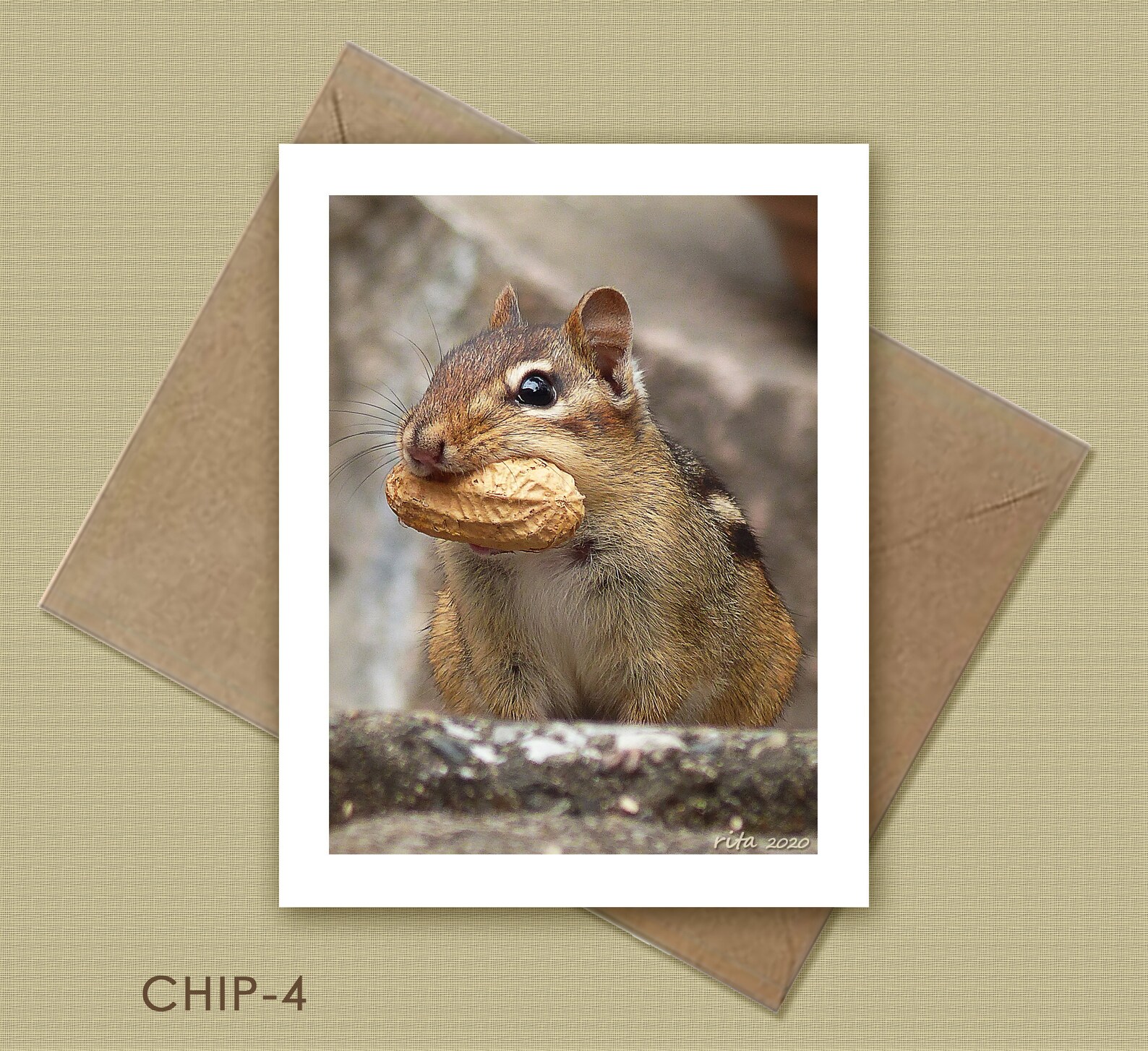 Chipmunk Note Cards - Choose 1, 2, 3, or All 4 – Animal Lovers - Etsy