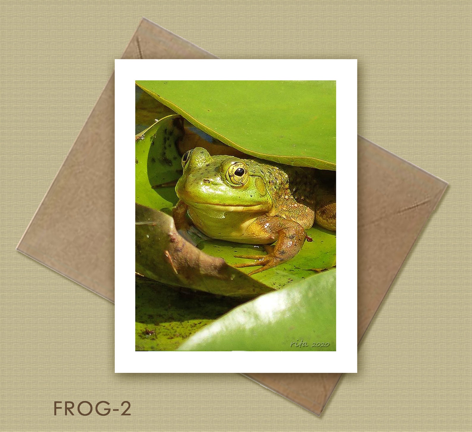 Frog Note Cards - Choose 1, 2, 3, or All 4 - Etsy
