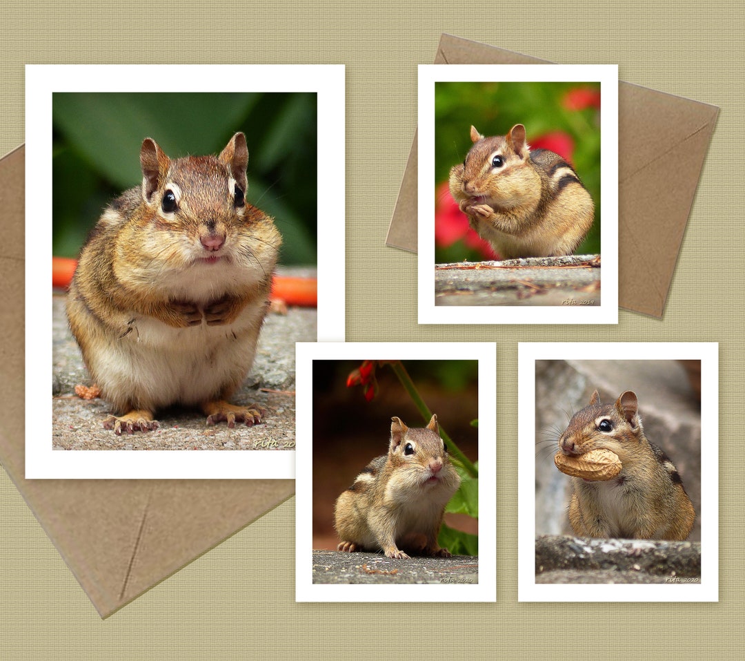 Chipmunk Note Cards - Choose 1, 2, 3, or All 4 – Animal Lovers - Etsy