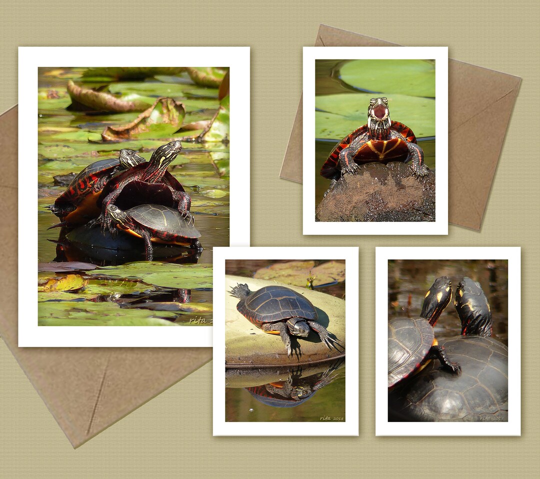 Turtle Note Cards - Choose 1, 2, 3, or All 4 – Animal Lovers - Etsy