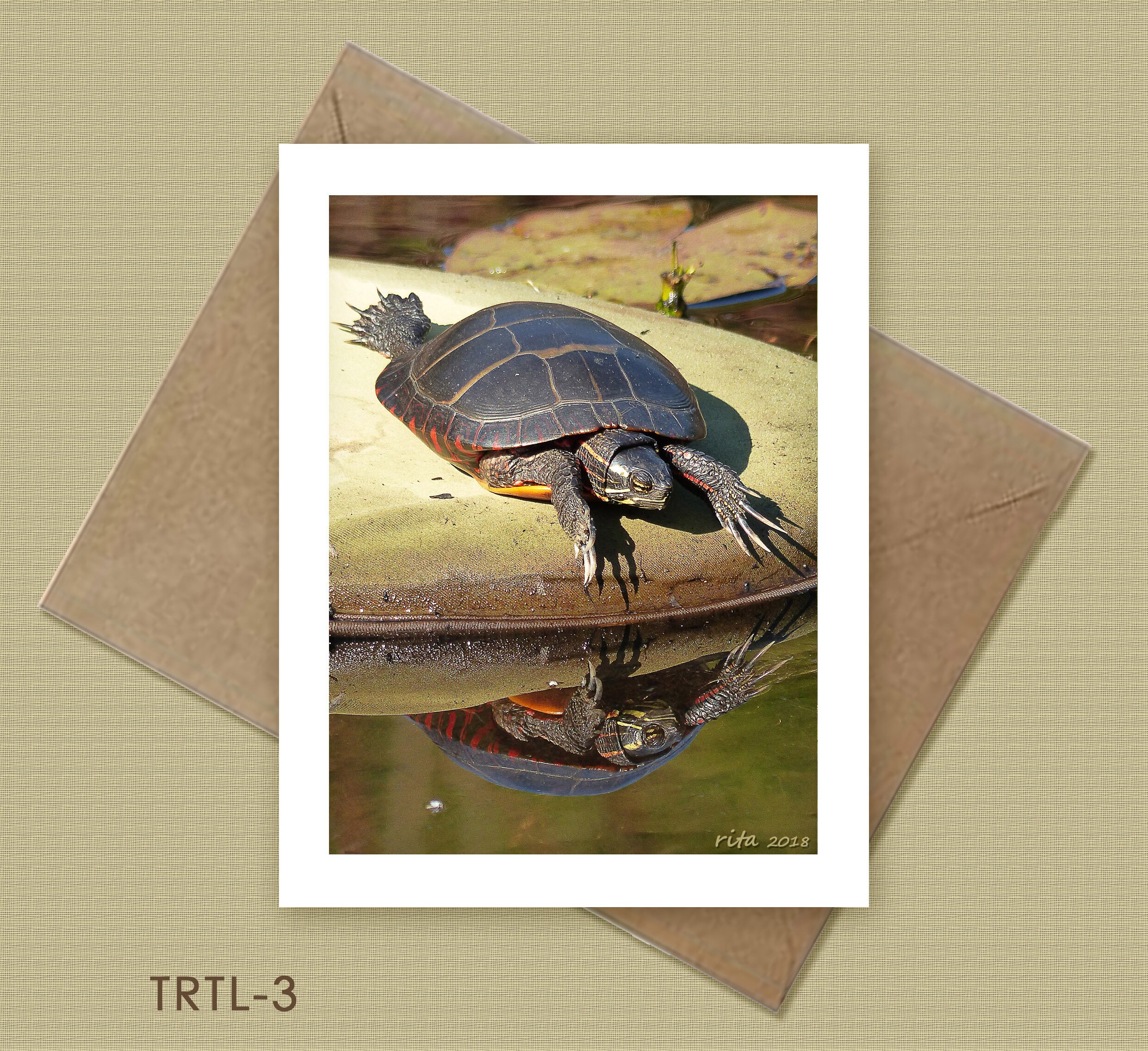 Turtle Note Cards Choose 1, 2, 3, or All 4 Animal Lovers - Etsy