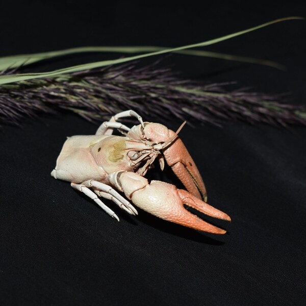 Crayfish - Etsy