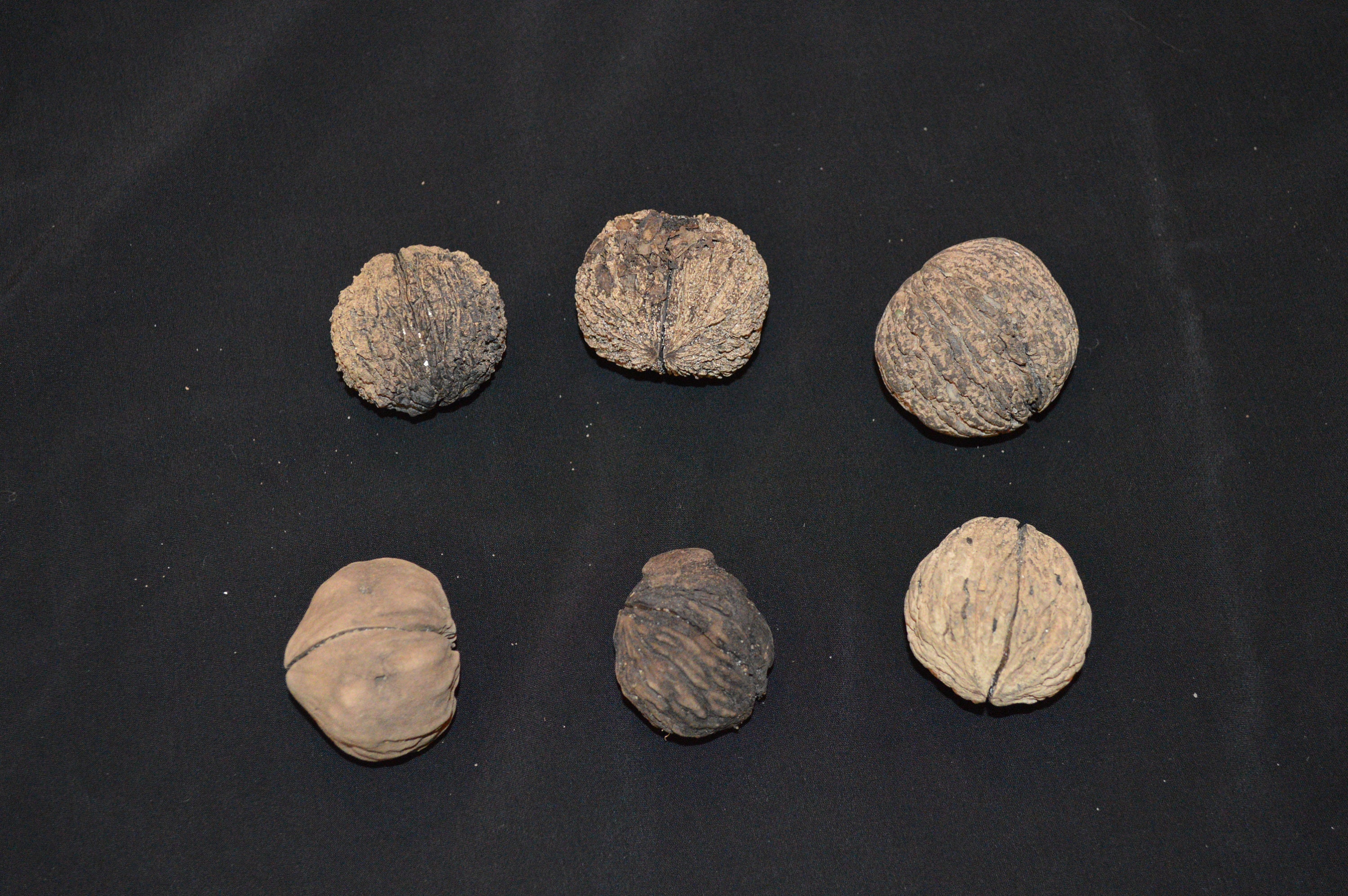 Beach Smoothed Walnut Shells Drifted Nut Shells Smooth - Etsy