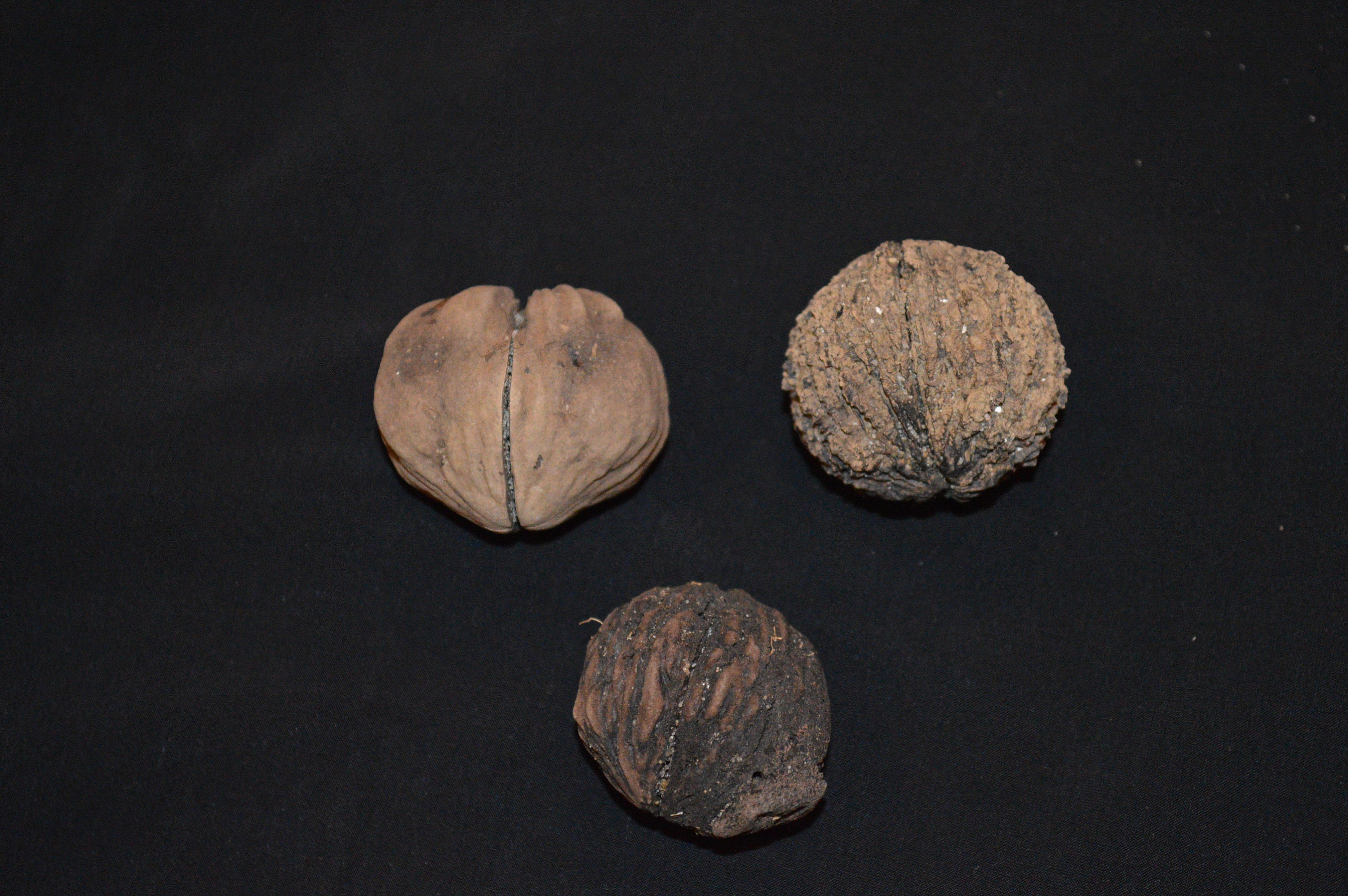 Beach Smoothed Walnut Shells Drifted Nut Shells Smooth - Etsy