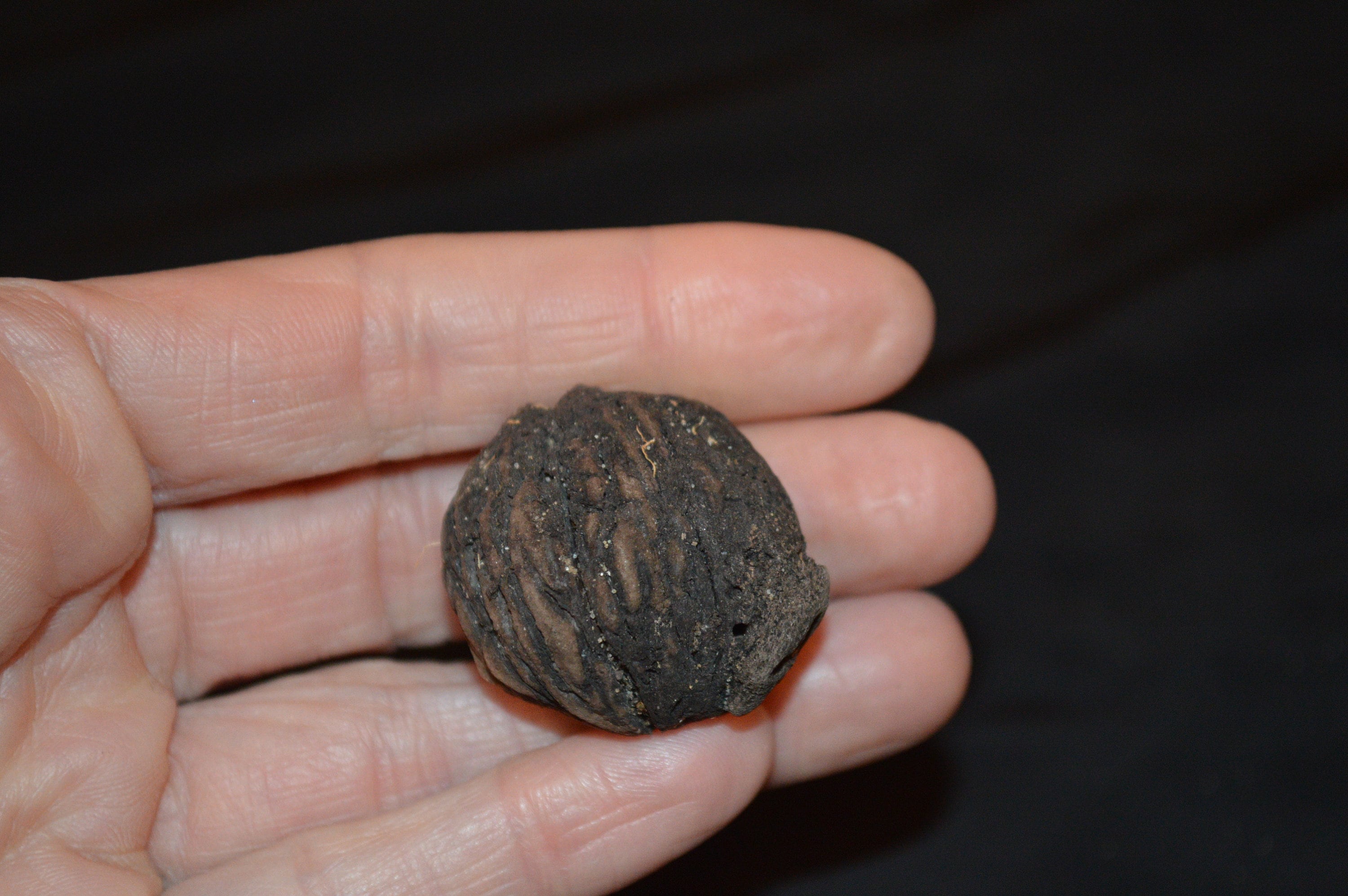 Beach Smoothed Walnut Shells Drifted Nut Shells Smooth - Etsy