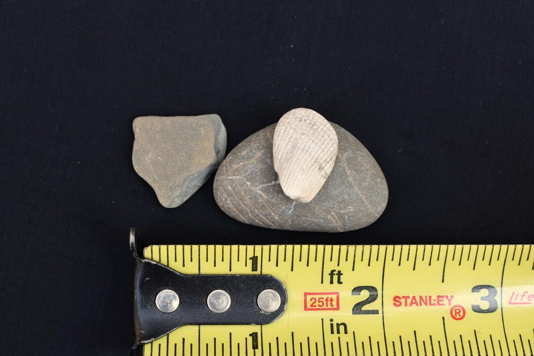 Pebble Animal Angel With Fossil "wing", Rock Flying Animal - Etsy