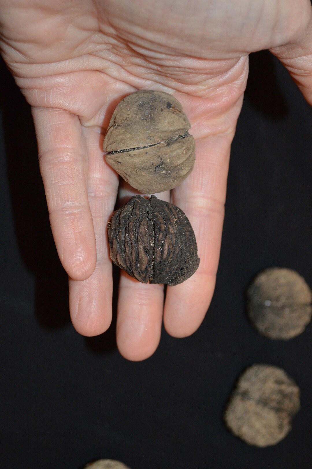 Beach Smoothed Walnut Shells, Drifted Nut Shells, Smooth Walnuts,beach ...