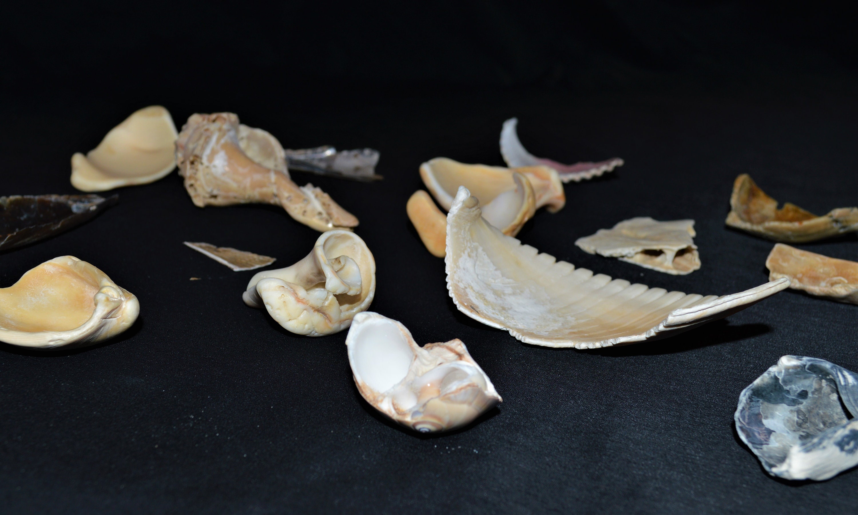 Collection of MEDIUM Broken Seashells, Shell Pieces - Etsy
