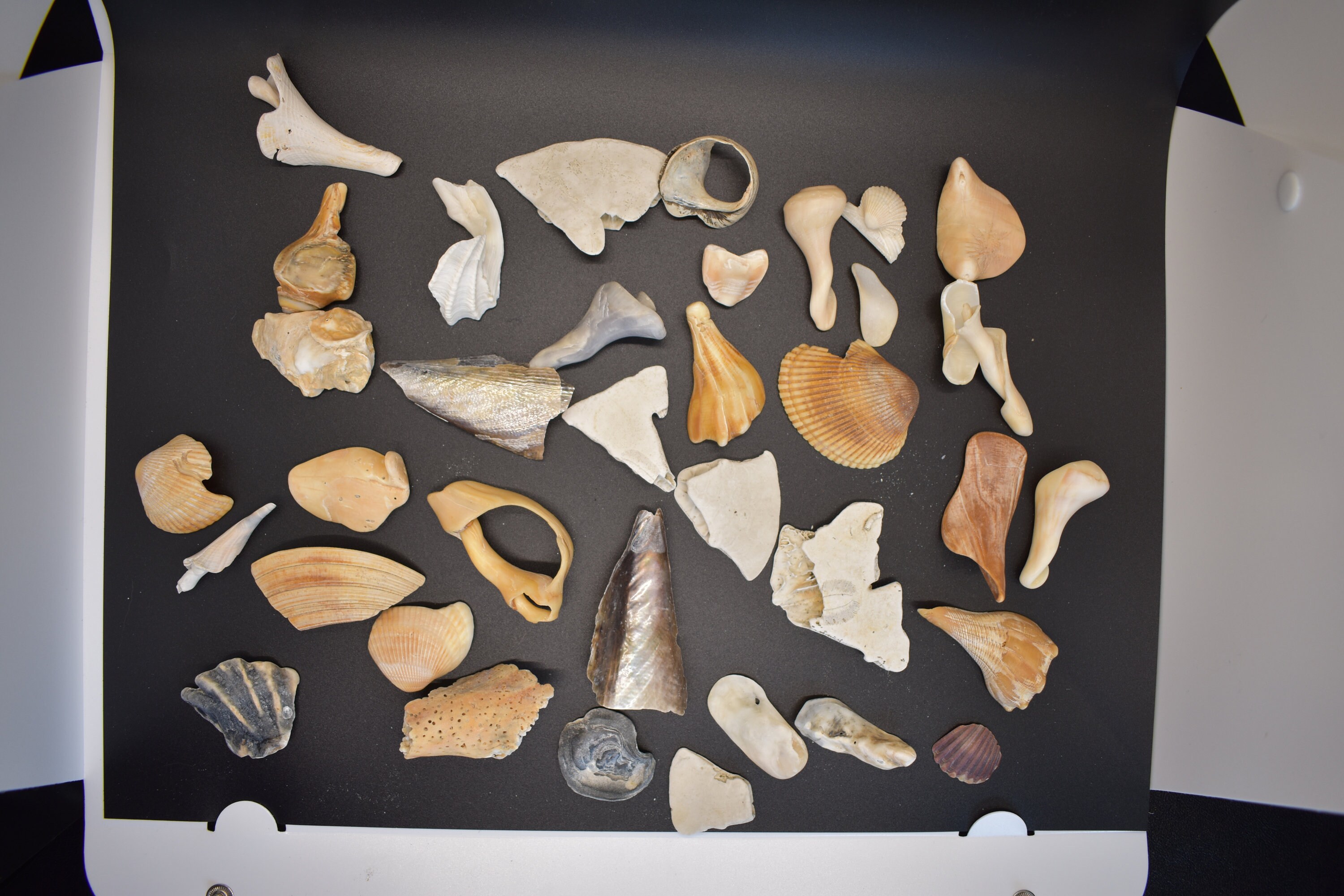 Collection of MEDIUM Broken Seashells, Shell Pieces - Etsy