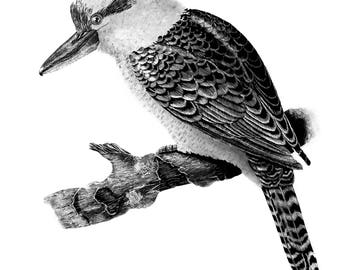 Kookaburra drawing | Etsy