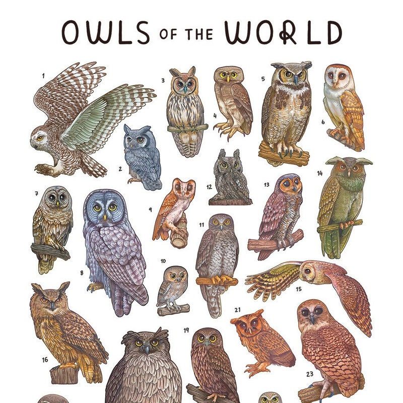 Owl Poster - Etsy UK