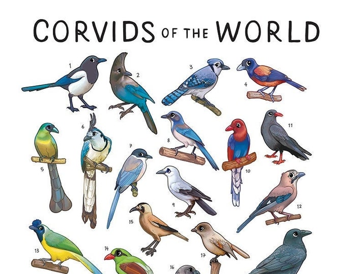 A3 Corvids Birds Poster - Etsy