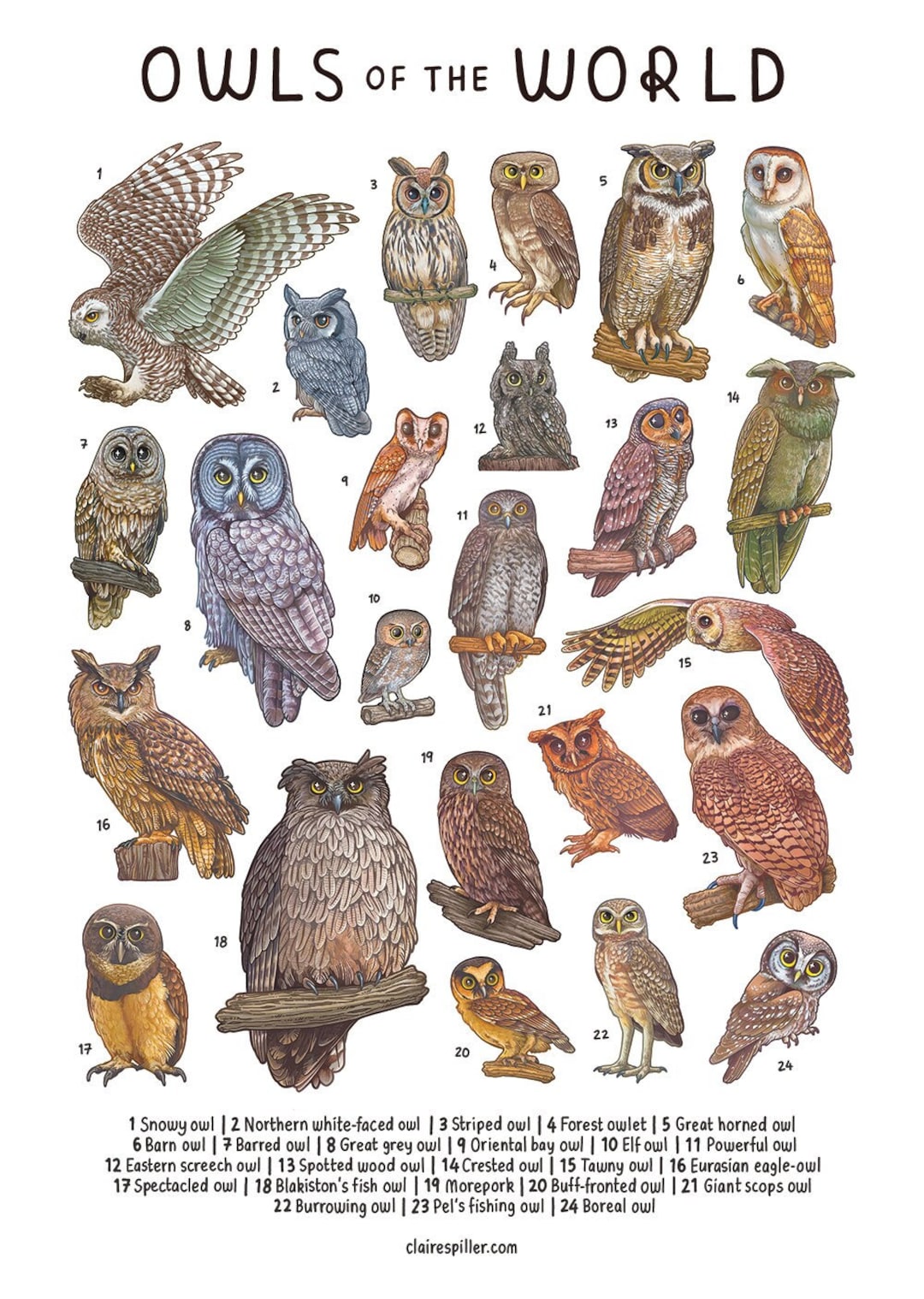 Owls of the World Art Print / Educational Wildlife Poster / Bird Wall ...
