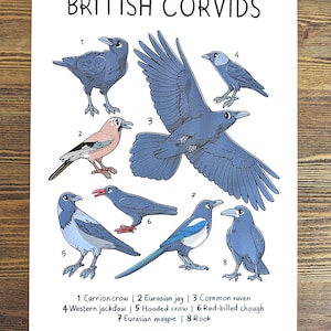 A Guide to Corvids / Wildlife Zine / Magpie Crow Raven / A3 British ...