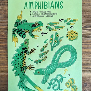 Orders of Amphibians Poster / Frogs, Salamanders and Caecilians / Cute ...