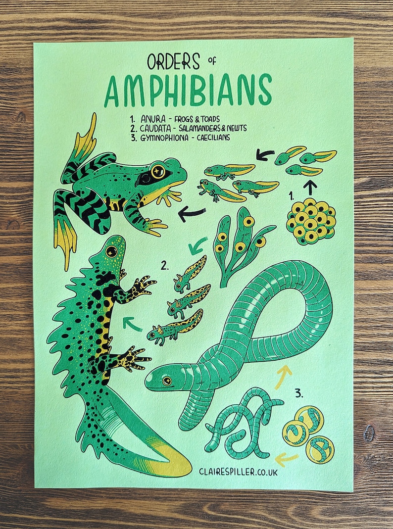 Orders of Amphibians Poster / Frogs Salamanders and - Etsy