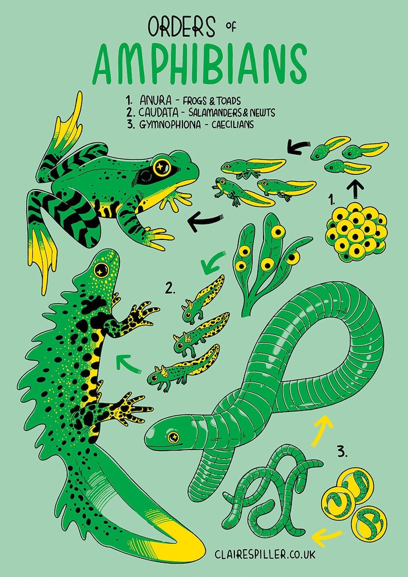 Amphibian Orders Poster Frog, Salamander, Caecilian Lifecycle Art - Etsy UK