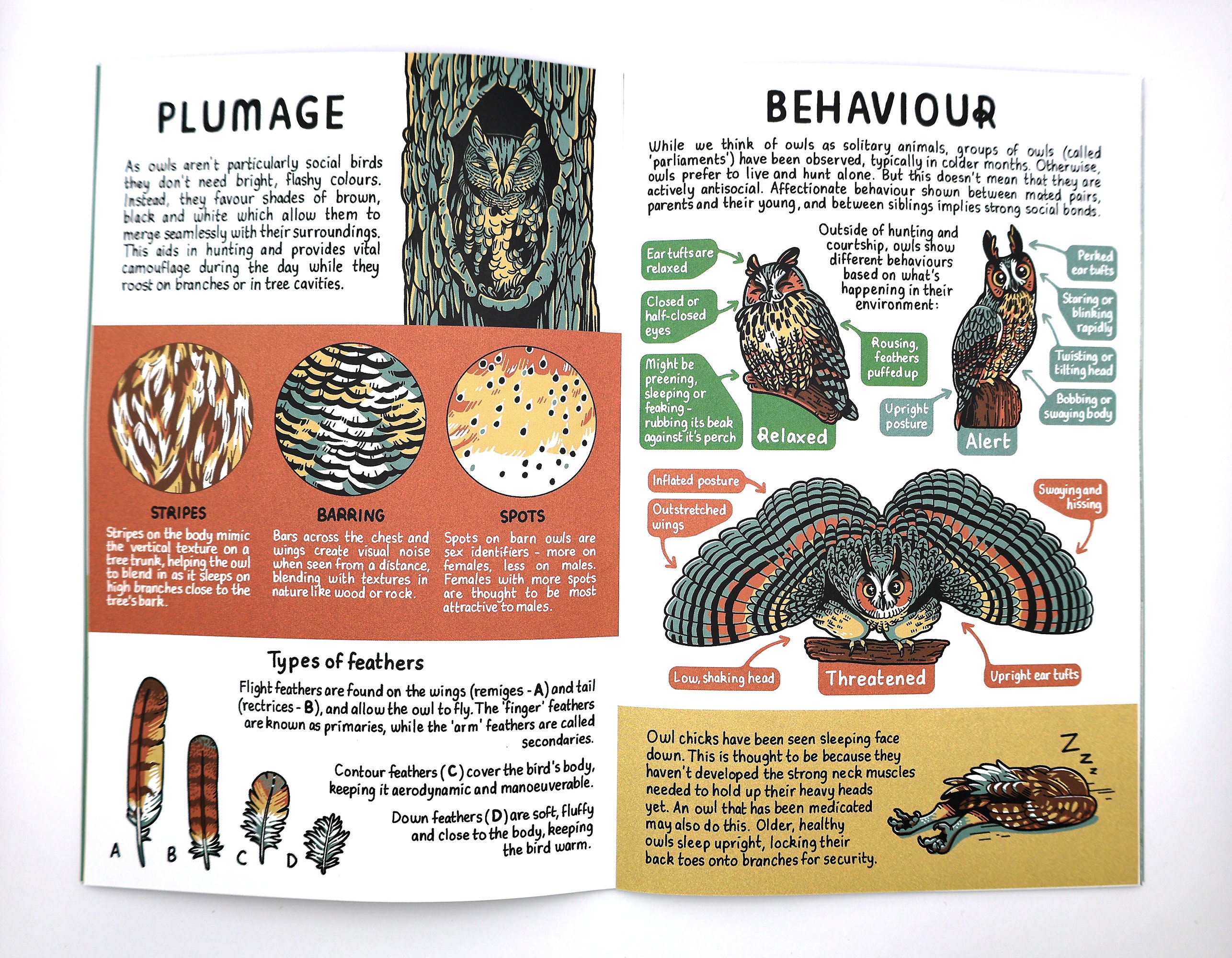 A Guide to Owls / Wildlife Zine / Illustrated Animal Book - Etsy