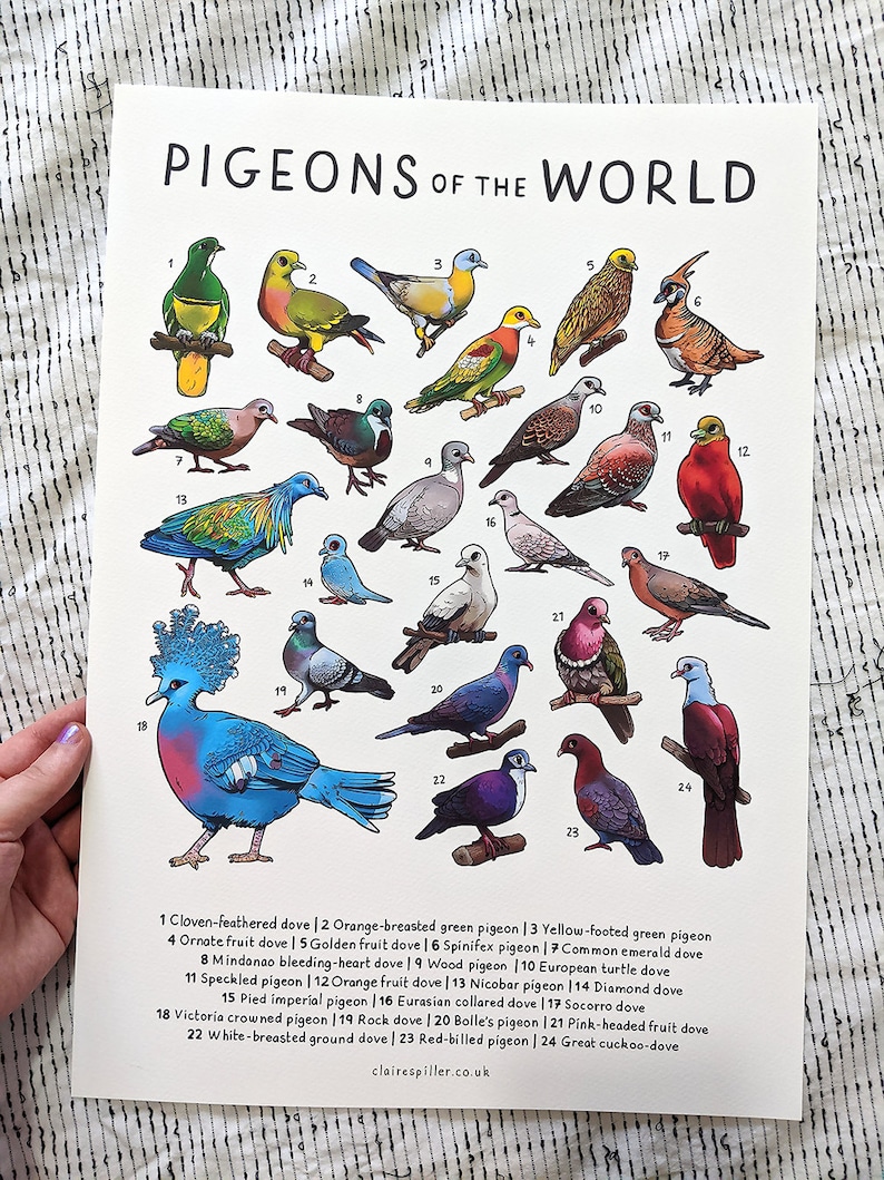 Pigeons of the World Print / Bird Wall Art / Educational Animal Poster ...