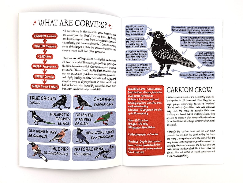 A Guide to Rabenvögel / Wildlife Zine / Magpie Crow Raven / A3 Britische Rabenvögel Poster - Etsy.de