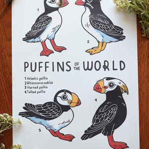 A Pocket Guide to Puffins / Wildlife Zine / Fold Out Mini Comic / Bird ...