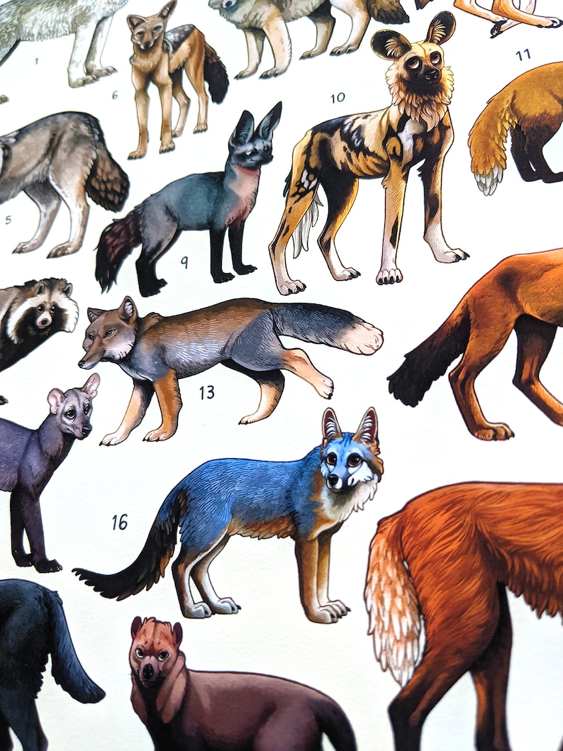 Canines of the World Print / Wolf Dog Fox Art / Educational Animal ...