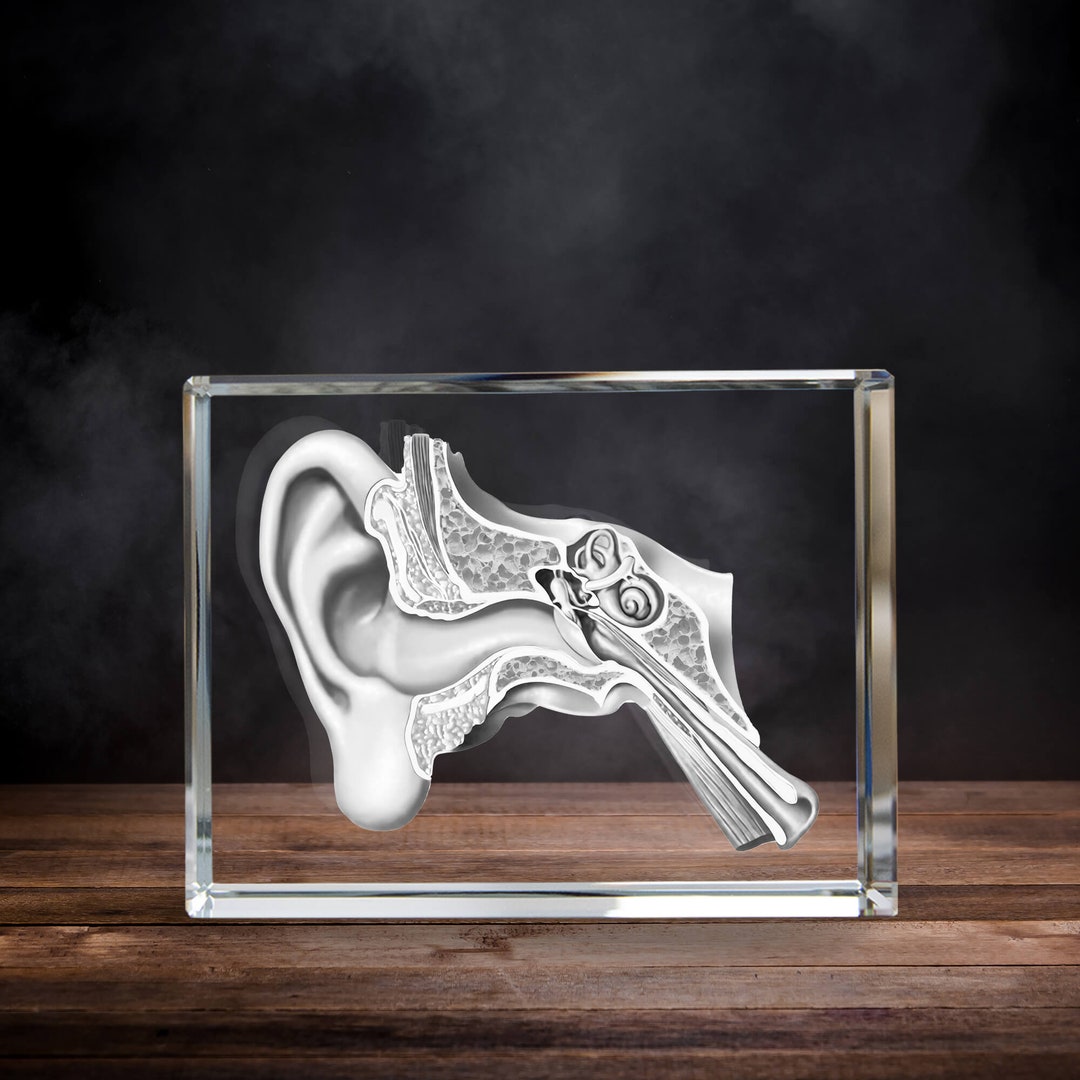 3D Photo Crystal, Ear Anatomy, Doctor Gift, Personalized Office Decor ...