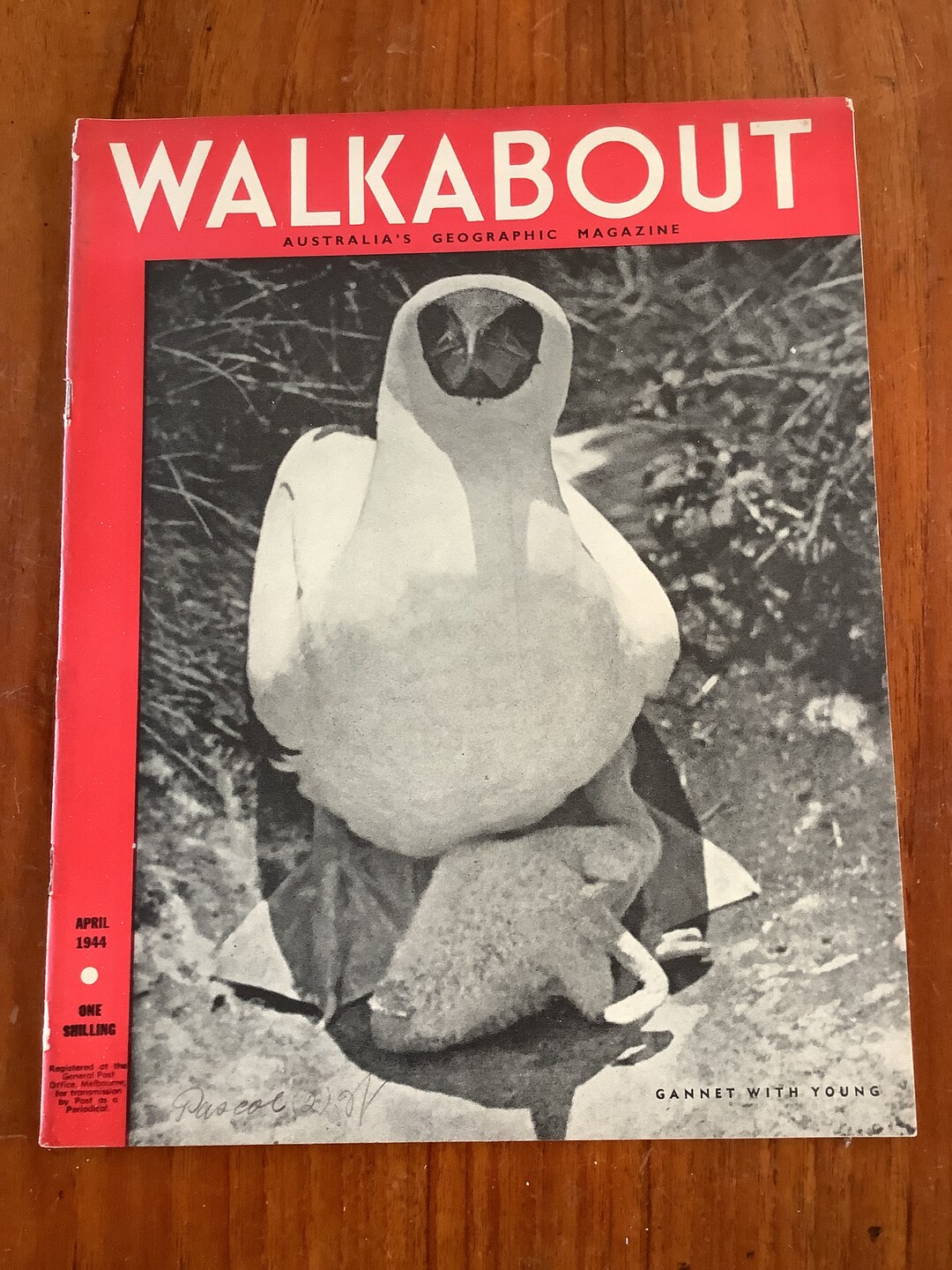 Walkabout Magazine Australia Geographic “gannet With Young” Cover April ...