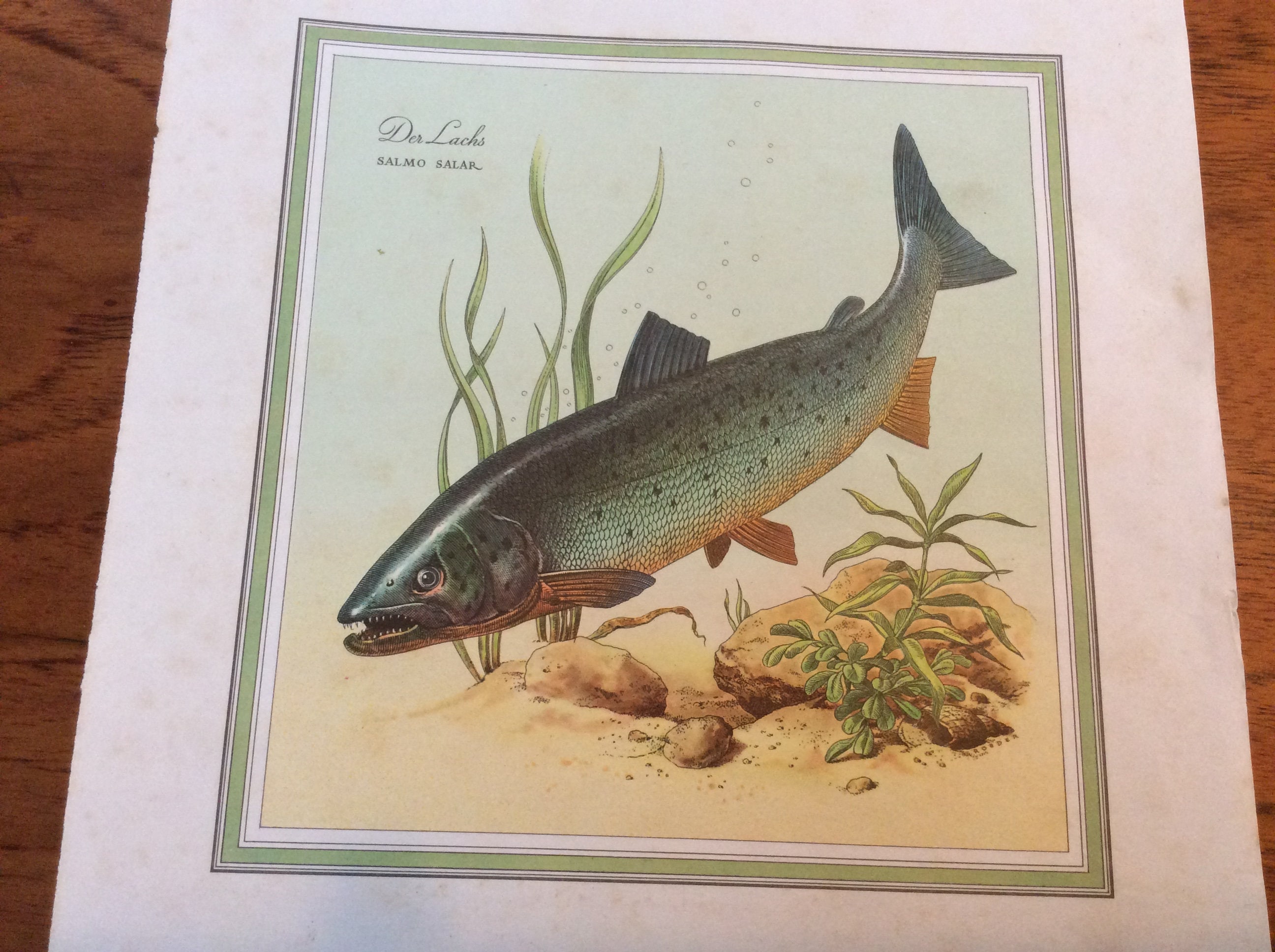 Antique Salmon Scientific Botanical Print Circa 1900 by Roeder - Etsy