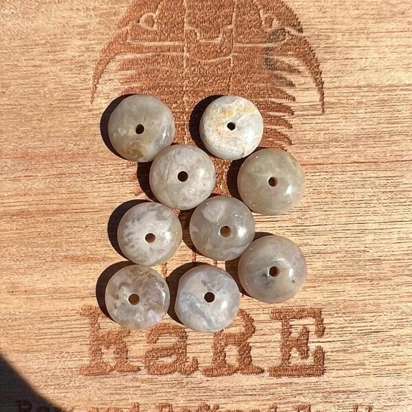 Coprolite - Etsy
