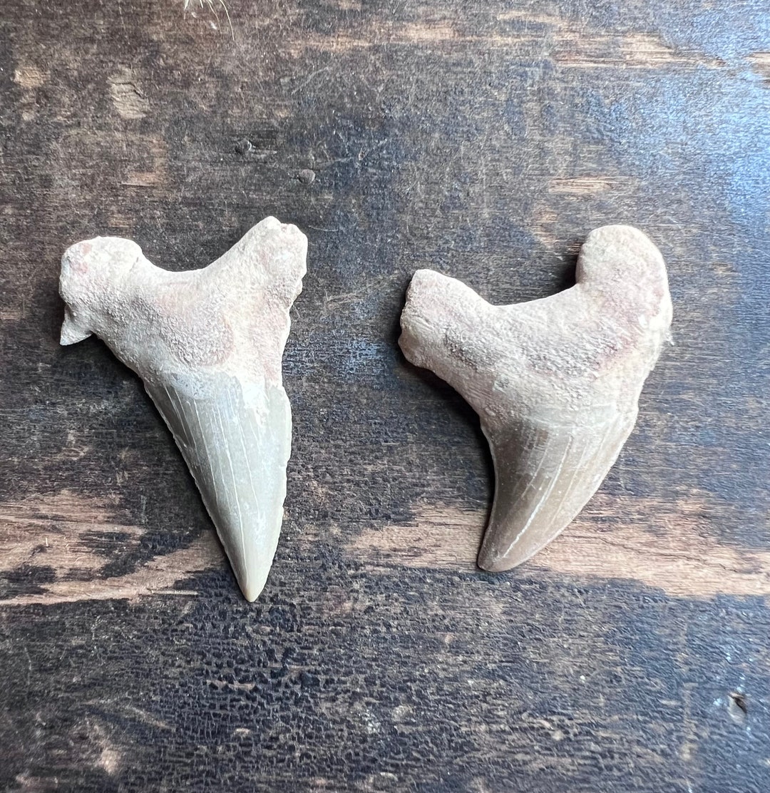 Shark Teeth | Destash | Moroccan Shark Tooth Fossil | Quantity 2 | 2-2. ...