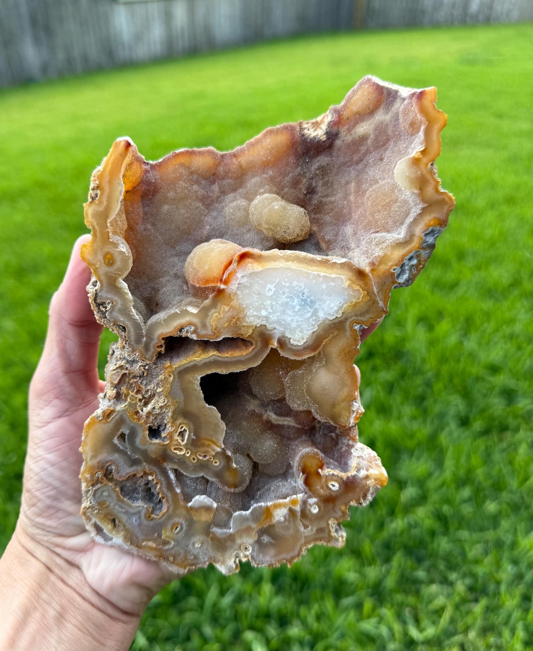 Huge Agatized Coral Display Specimen | Large Druzy Fossil Coral ...