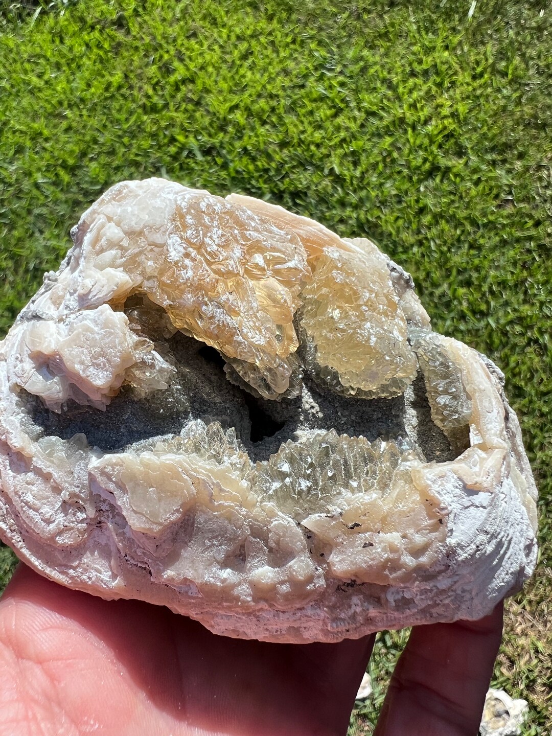 Calcified Clam Specimen Calcite Fossil Calcium Fossil - Etsy