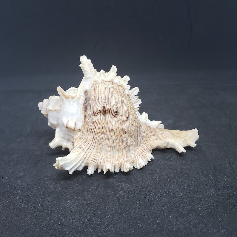 2 Spiked Murex Shells, Pink White Brown Stripes, Real Natural Seashells ...