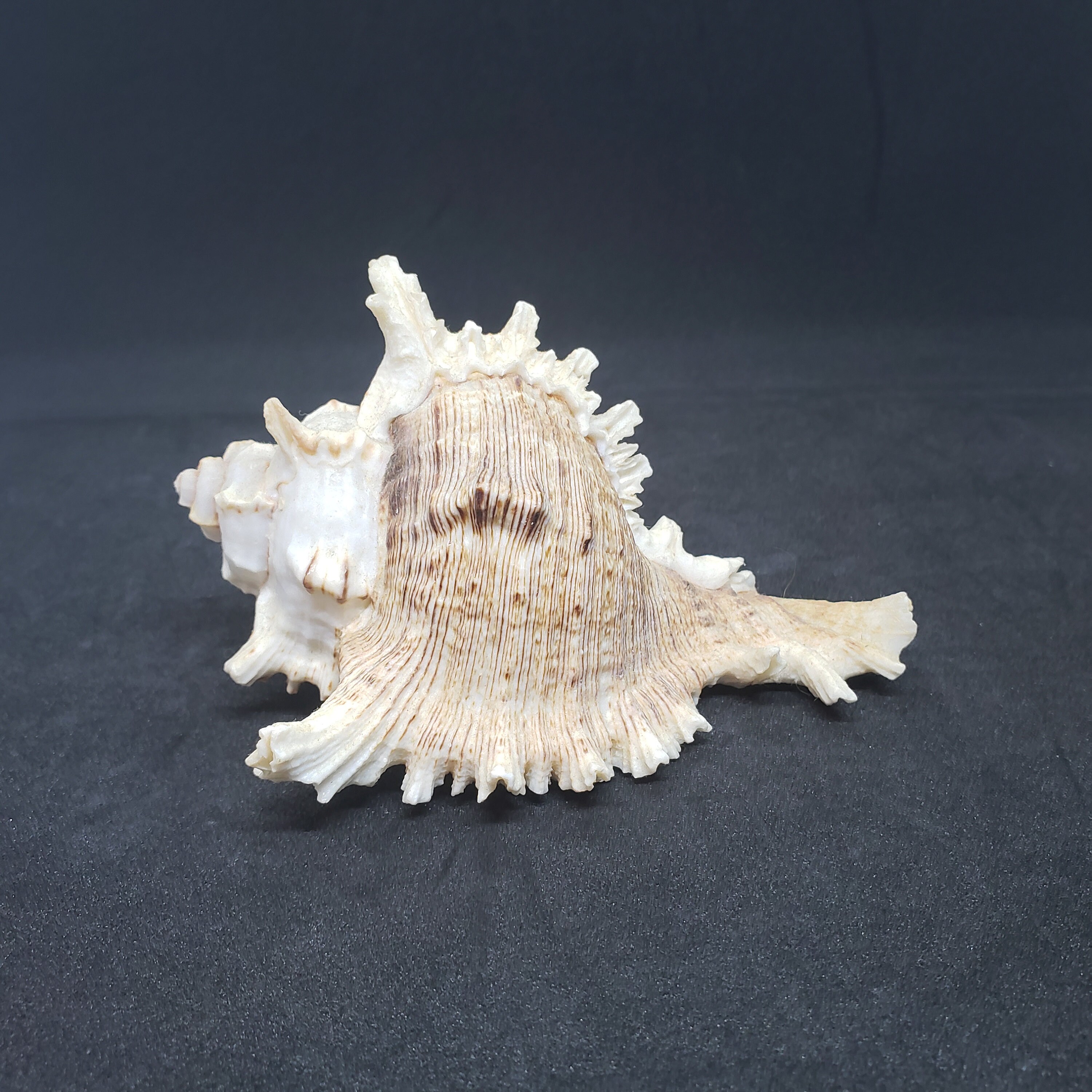 2 Spiked Murex Shells, Pink White Brown Stripes, Real Natural Seashells ...
