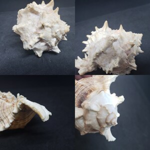 2 Spiked Murex Shells, Pink White Brown Stripes, Real Natural Seashells ...