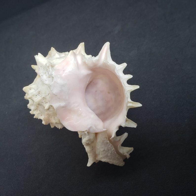 2 Spiked Murex Shells, Pink White Brown Stripes, Real Natural Seashells ...