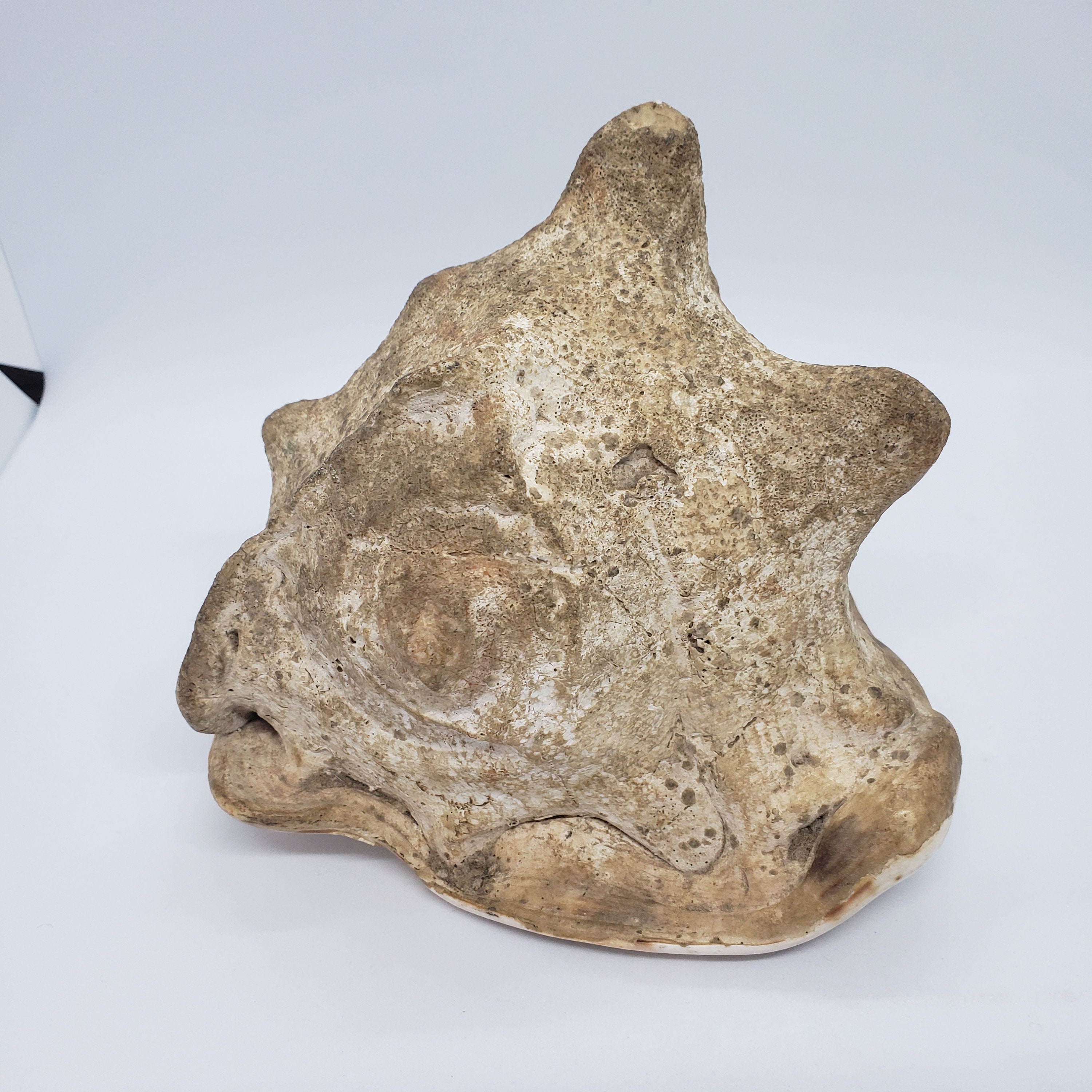 Large Horned Helmet Conch Shell, Large Natural Seashell, 7 Inch Long ...