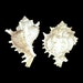 2 Spiked Murex Shells, Pink White Brown Stripes, Real Natural Seashells ...