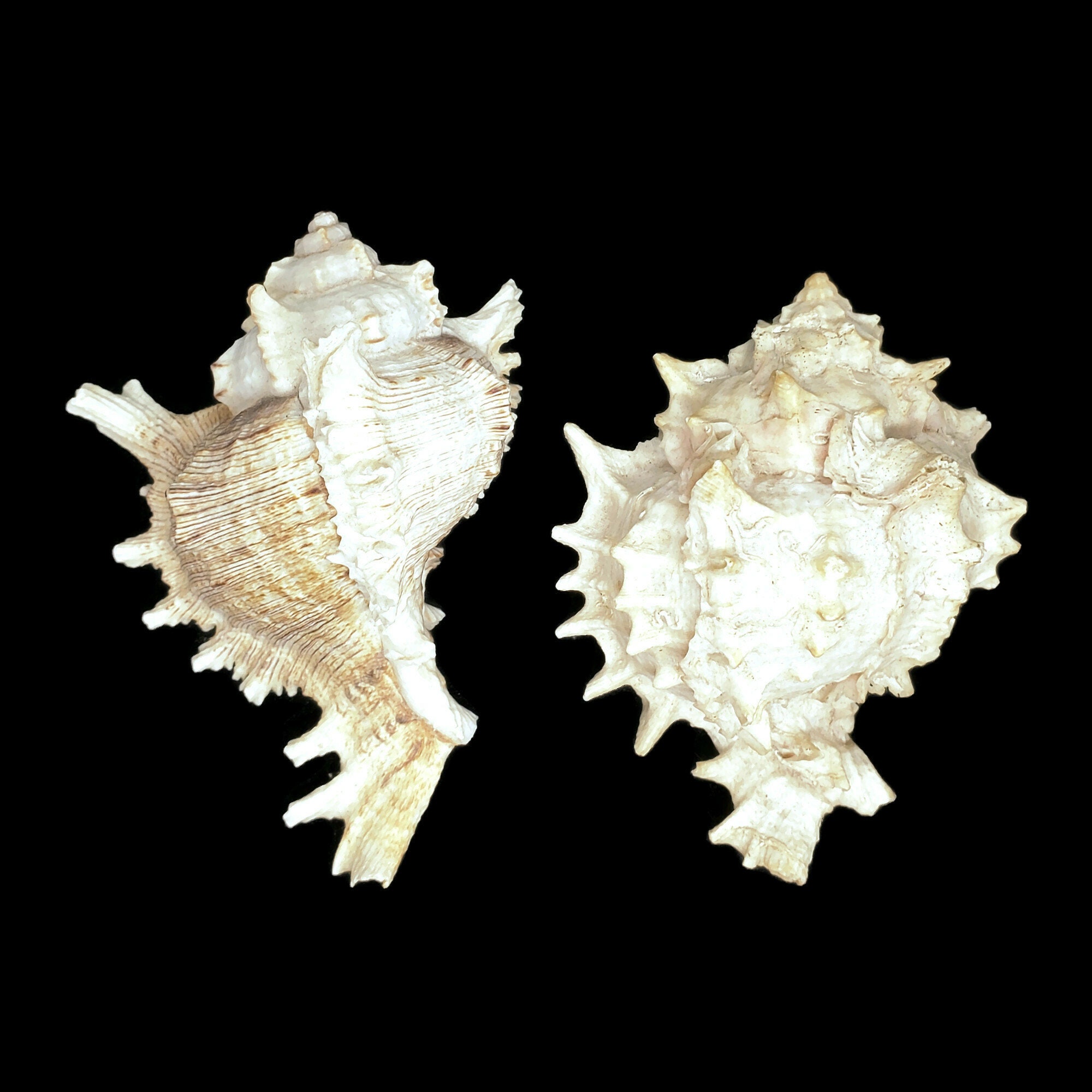 2 Spiked Murex Shells, Pink White Brown Stripes, Real Natural Seashells ...