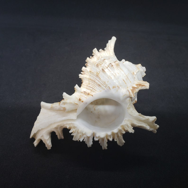 2 Spiked Murex Shells, Pink White Brown Stripes, Real Natural Seashells ...