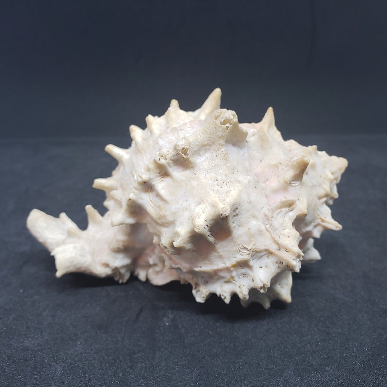 2 Spiked Murex Shells, Pink White Brown Stripes, Real Natural Seashells ...
