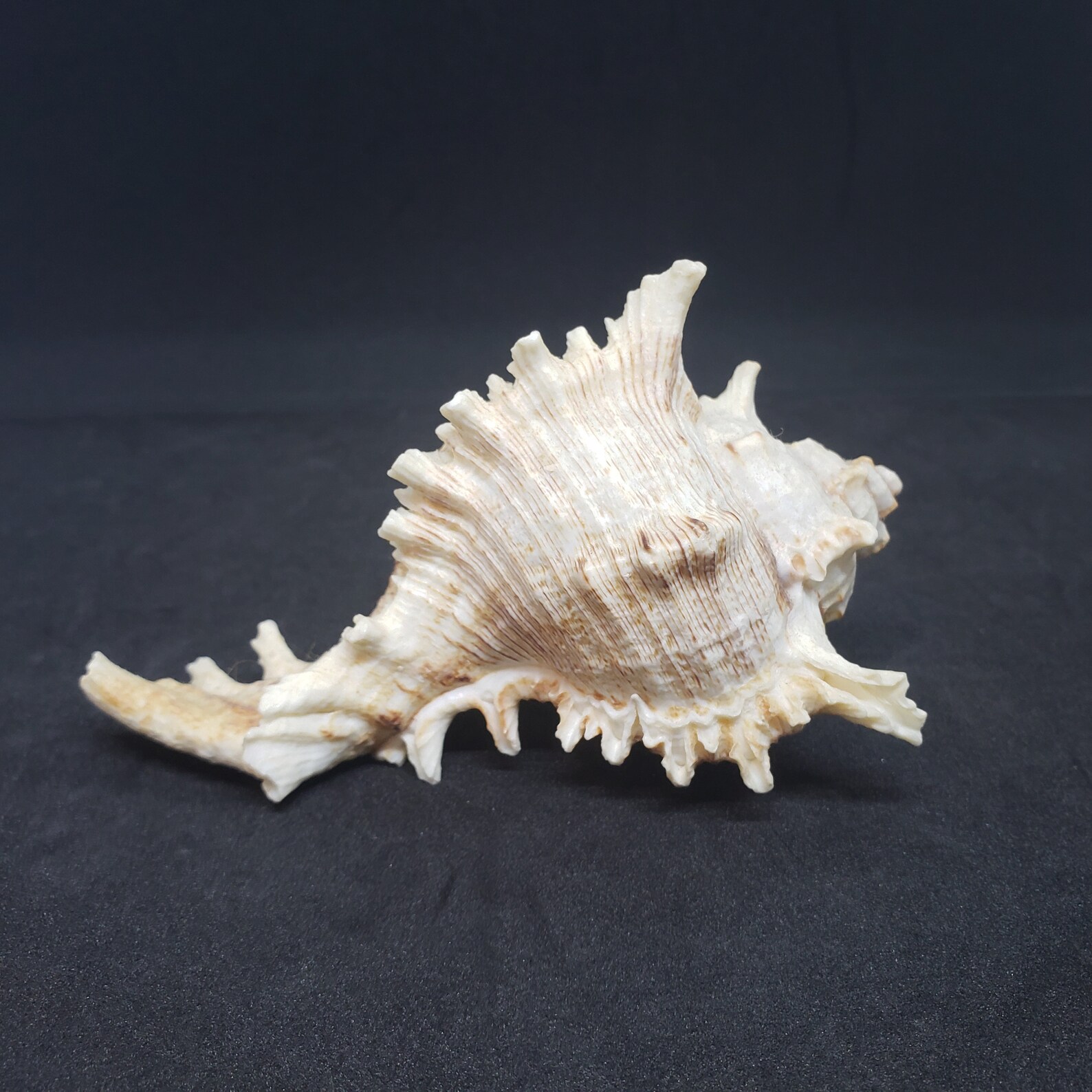 2 Spiked Murex Shells, Pink White Brown Stripes, Real Natural Seashells ...