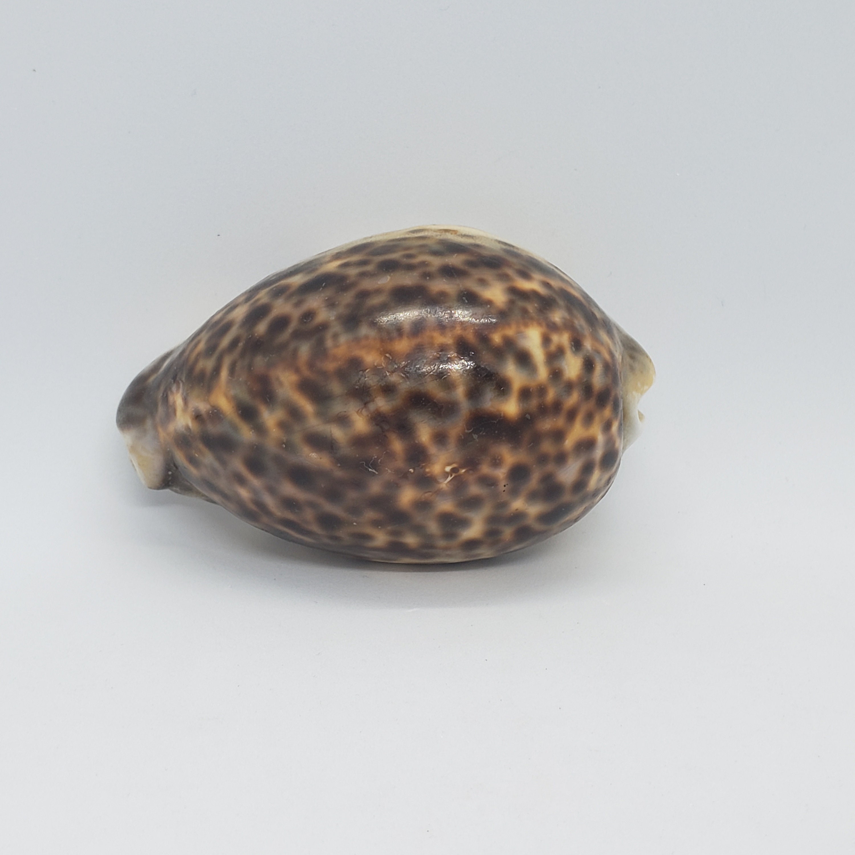Tiger Cowrie Shell Cypraea Tigris Seashell, Natural Seashell, 3x2 Inch ...