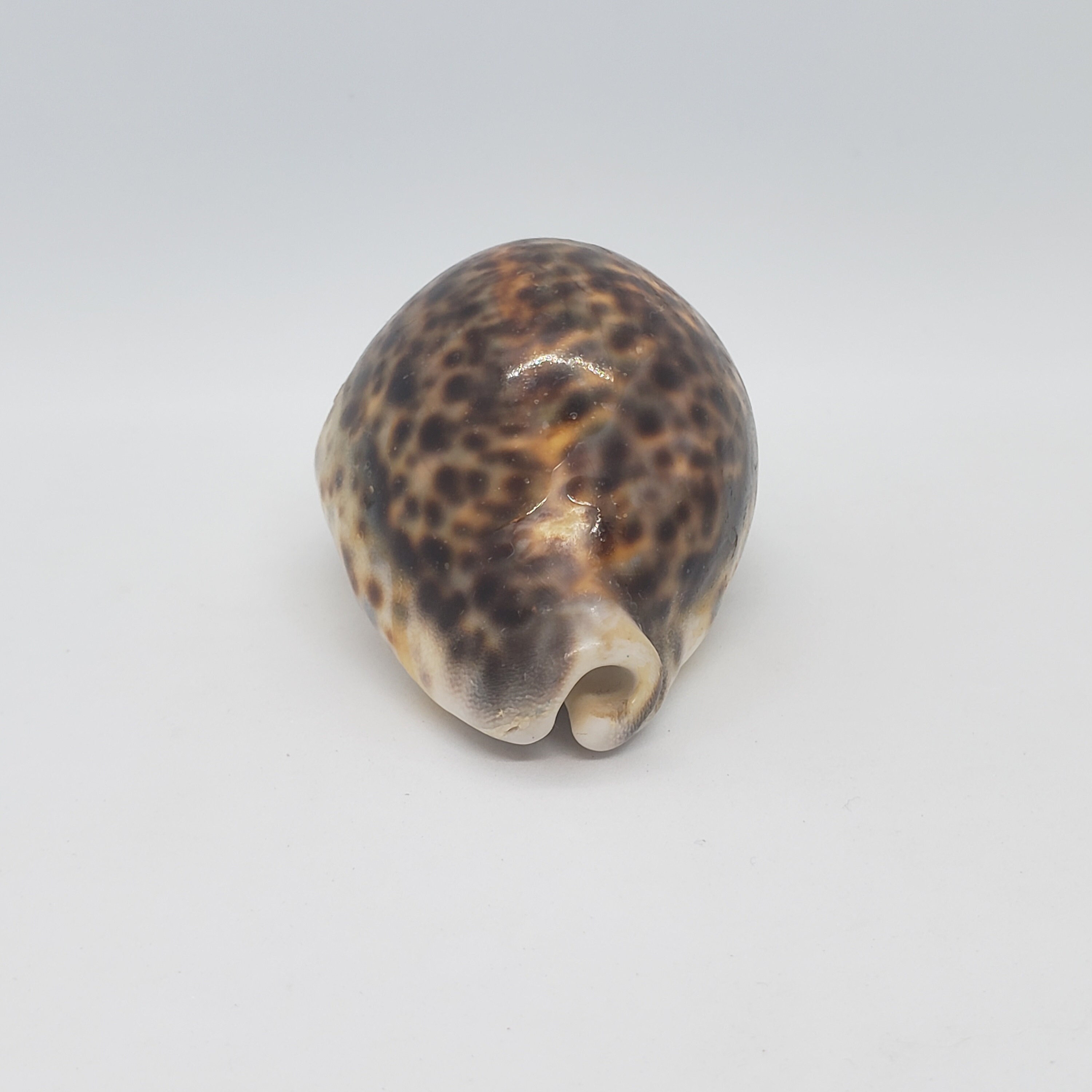 Tiger Cowrie Shell Cypraea Tigris Seashell, Natural Seashell, 3x2 Inch ...